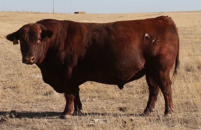Herd Sires | Welcome to Axtell Cattle Company