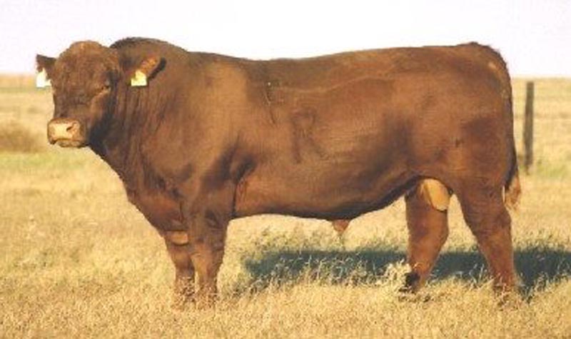 Herd Sires | Welcome to Axtell Cattle Company