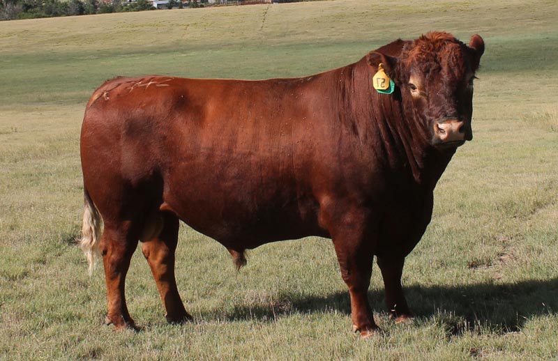 Herd Sires | Welcome to Axtell Cattle Company