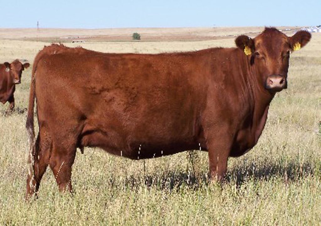 Welcome to Axtell Cattle Company | Red Angus genetics in Eastern Colorado