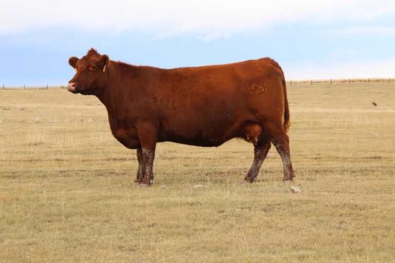 Welcome to Axtell Cattle Company | Red Angus genetics in Eastern Colorado